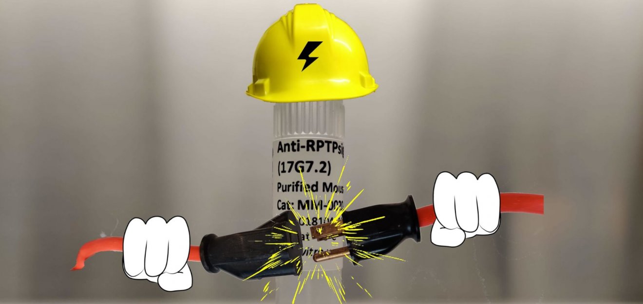 RPTP and synaptogenesis - MediMabs